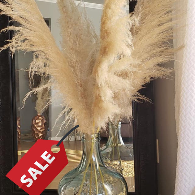 Pampas Grass Styles Online | Pampas Design – Pampas Design 🌿